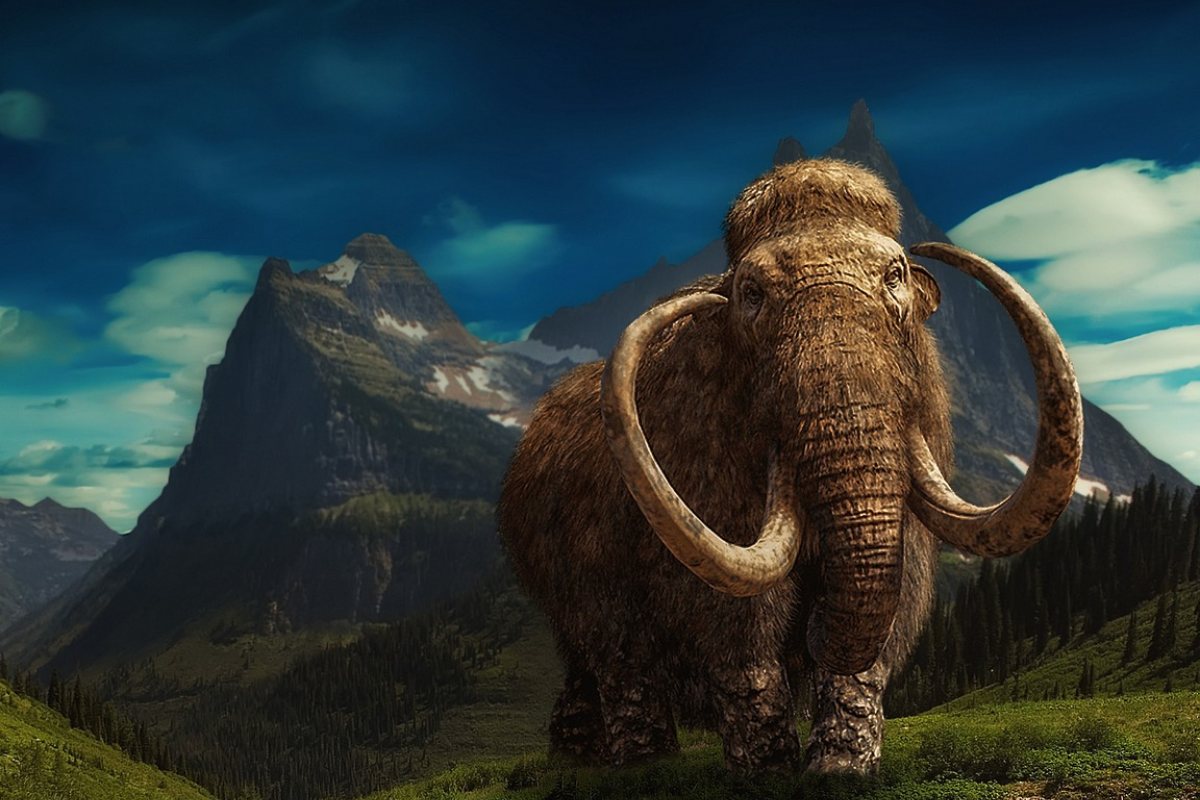 Naukowcy wyhodowali mięso z mamuta i zrobili klopsa, którego nie można ...