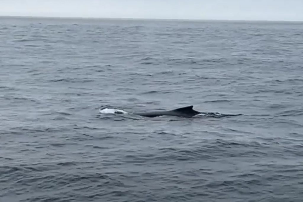 Wieloryb w polskim Bałtyku. Nagrał go mieszkaniec Gdyni [VIDEO] - NCZAS.COM